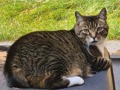 Cat Available For Adoption Cats for adoption in Dublin 18, Dublin from ...