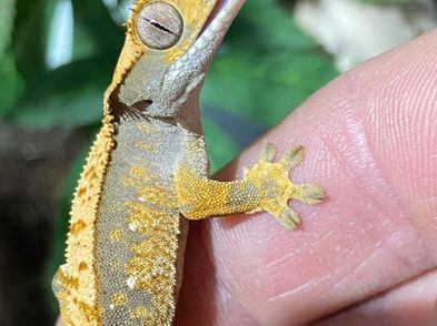 50 Geckos Reptiles for adoption in Ballymachugh, Cavan from Kolonko