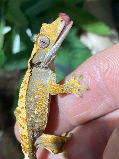 50 Geckos Reptiles for adoption in Ballymachugh, Cavan from Kolonko