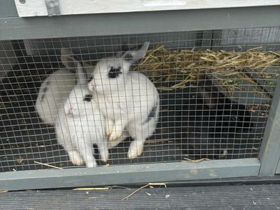 Rabbits Small Furries for adoption in Lusk, Dublin from elainedjaiye