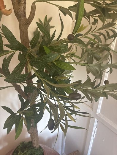 Huge Filament Olive Tree In Superb Moroccan Vessel For Sale in Dublin 4 ...