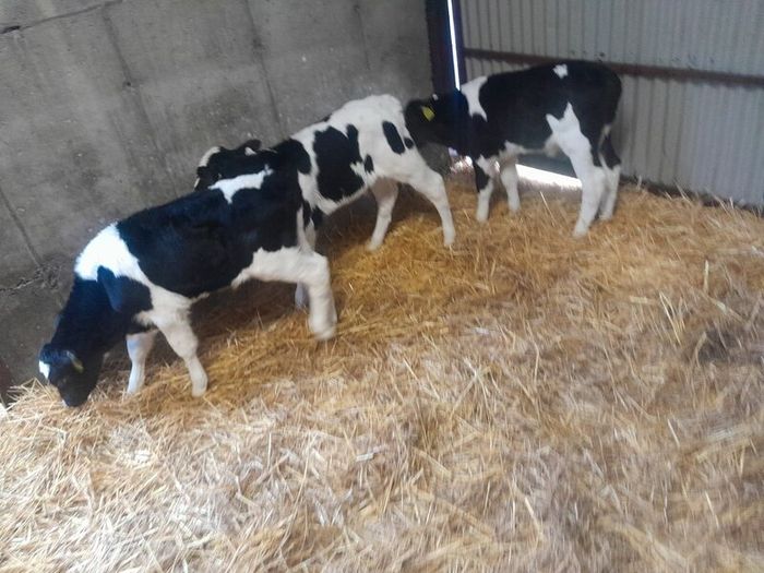 Friesian Bull Calves For Sale in Kilkenny, Kilkenny from Mskinse