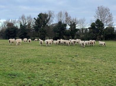 Organic Store Lambs For Sale in Kinnegad, Westmeath from catha monahan