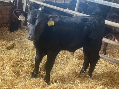 25 Proper Aberdeen Angus Bulls For Sale in Castleblayney, Monaghan from ...