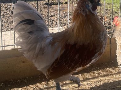Polish Silkie Chickens Roosters For Sale in Ballinascorney, Dublin from ...