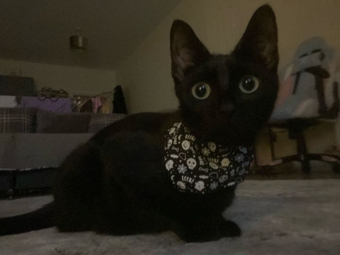 Cat Needs New Home Cats for adoption in Dublin 11, Dublin from lexib624