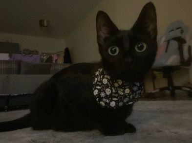 Cat Needs New Home Cats for adoption in Dublin 11, Dublin from lexib624