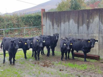 Pure Bred Kerry Bull And Heifer Weanlings For Sale in Killarney, Kerry ...