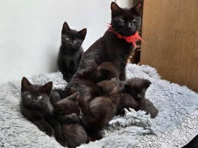 Kittens Free To Good Home Cats for adoption in Dublin 16, Dublin from ...