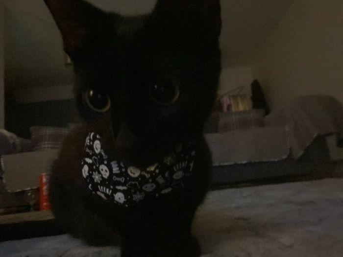 Cat Needs New Home Cats for adoption in Dublin 11, Dublin from lexib624
