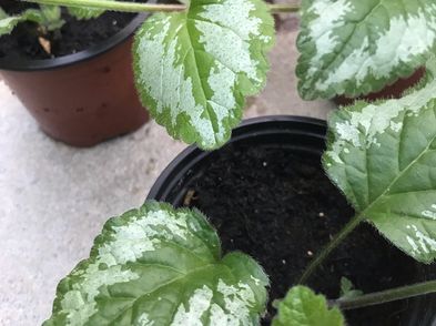 Plants Yellow Archangel Lamiastrum Galeobolon For Sale in Dundrum ...