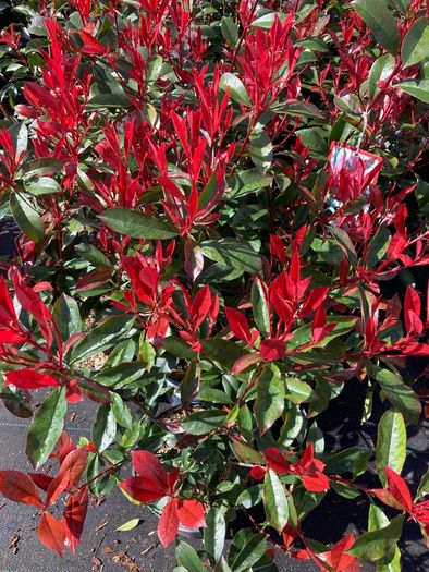 Plant Photinia Carre Rouge More Compact Then Red Robin For Sale in ...