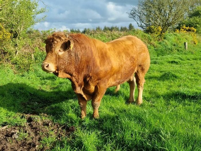 Limousin Bulls For Sale in Fermoy, Cork from yarnoverwithkate