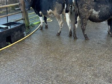 Incalf Heifers For Sale in Athlone, Westmeath from donedealuser (#1df78)