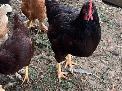 Pure Bred Rhode Island Red Rooster For Sale in Ballyboughal, Dublin ...
