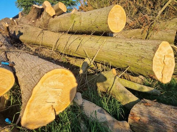 Logs And Larger Lumps Of Tree Available For Sale in Drogheda, Louth ...