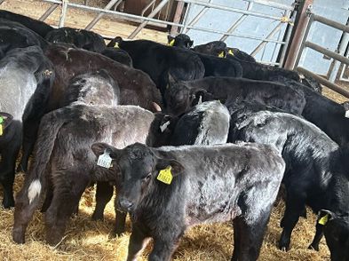 40 Good Aged Angus Bulls For Sale in Castleblayney, Monaghan from ...