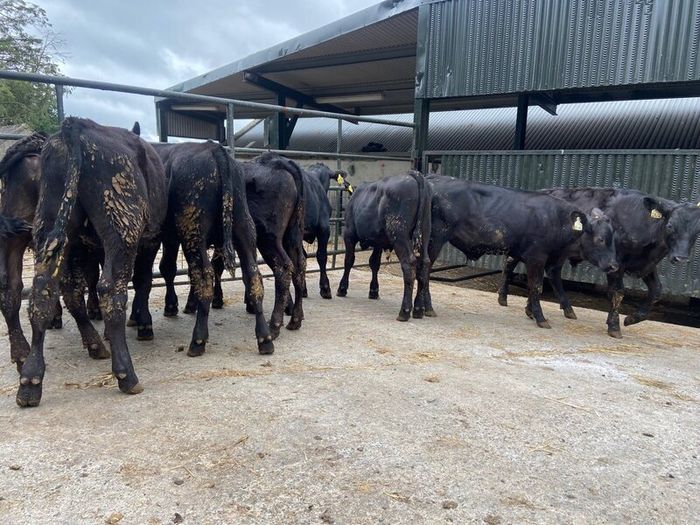 8 Angus Bull Weanlings For Sale in Moate, Westmeath from donedealuser ...