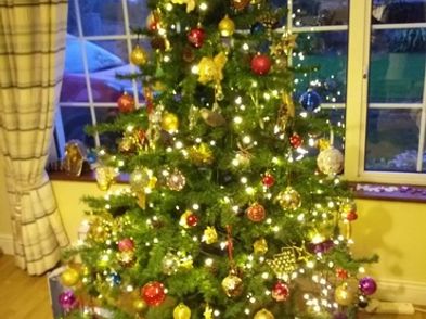 Free Christmas Tree For Sale in Ashbourne, Meath from jay111