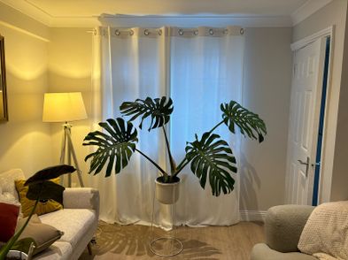 Large Monstera Deliciosa Plant Over 5foot Across For Sale in Glasthule ...
