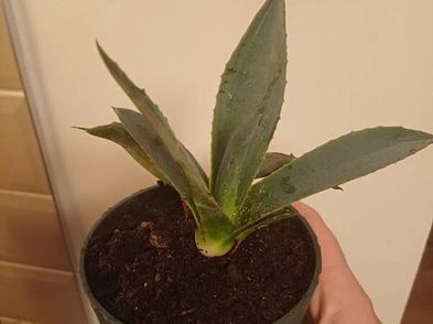 Agave Americana For Sale in Raheny, Dublin from WildIrishGrass