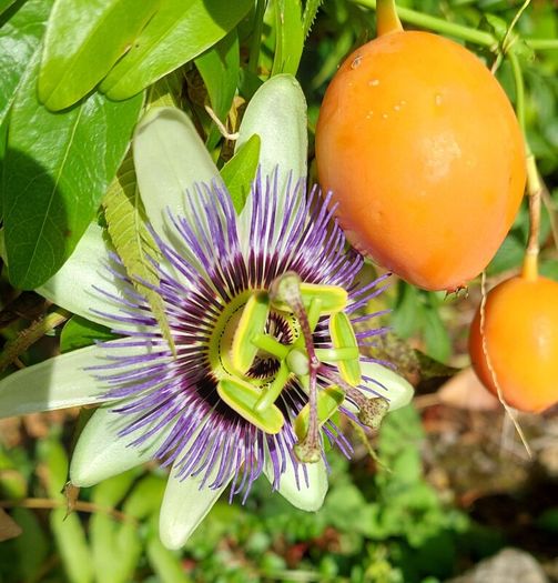 Passion Fruit Climber 2 Euro For All 4 For Sale in Lucan, Dublin from ...