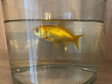 Goldfish Fish for adoption in Passage West, Cork from Boswell6
