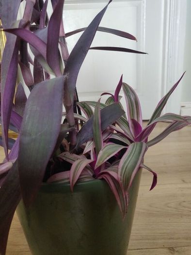 Duo Of Tradescantia Purple Jew And Nanouk In Green Ceramic Pot ...