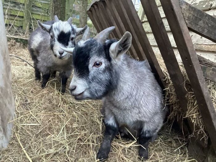 Male Pygmy Kid Goats For Sale in Lismore, Waterford from donedealuser ...
