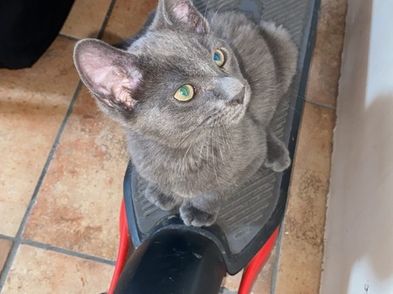 Kitten Cats for adoption in Clondalkin, Dublin from amiebyrne