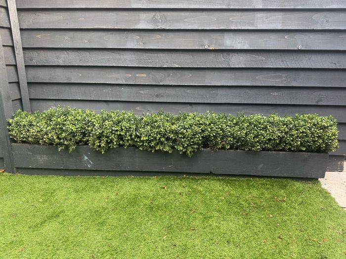 Artificial Box Hedging For Sale in Dublin 4, Dublin from Menton123