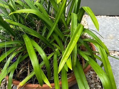 Plants Free For Sale in Dundrum, Dublin from zoneonly