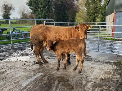 Purebred Limousine Cow With Hf Calf At Foot For Sale in Tullamore ...