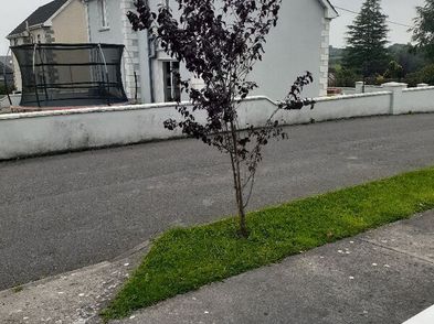 Young Tree For Sale in Arva, Cavan from Barkerl33
