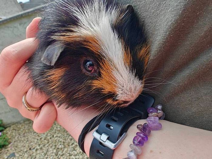 2 Male Guinea Pigs Small Furries for adoption in Navan, Meath from Chemgal