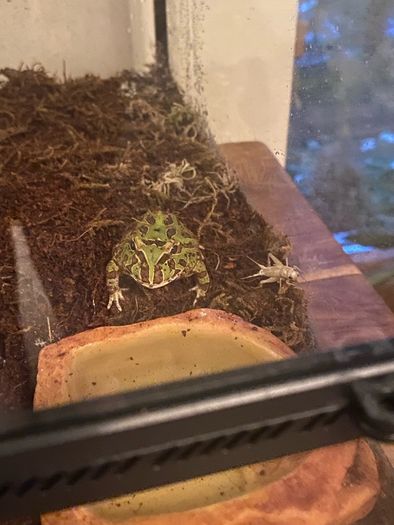 Pac Man Frog Reptiles for adoption in Gorey, Wexford from ziggz_oddity