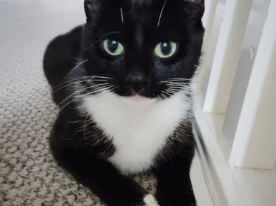 Cat Free To Good Home Cats for adoption in Athboy, Meath from Jstapo1985