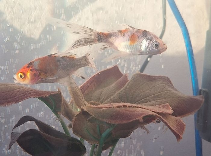 Free Shubunkin Goldfish Fish for adoption in Doonbeg, Clare from ...