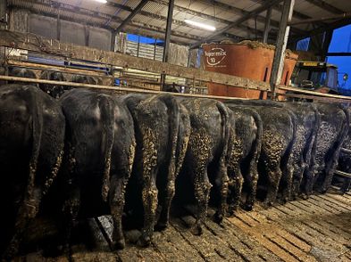 Angus For Sale in Monaghan, Monaghan from seanmcquaid17