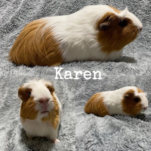 Female Guinea Pig Small Furries for adoption in Carlow Town, Carlow ...