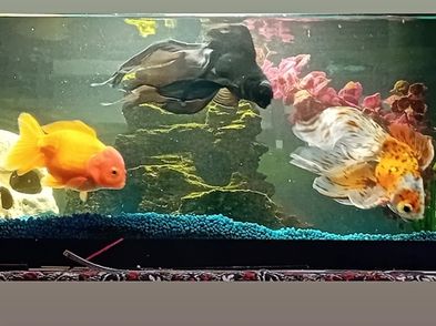 2 Gold Fish Fish for adoption in Dublin 24, Dublin from vikingwarriors123