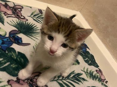 Kittens To Good Home Cats for adoption in Briarhill, Galway from laurakw