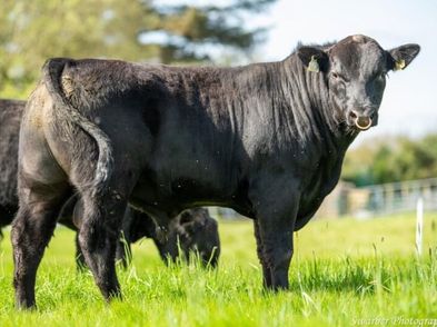 Pb Angus Bulls For Sale in Ballymote, Sligo from donedealuser (#4ca94)