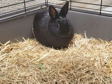 Rabbits Small Furries for adoption in Swords, Dublin from linda9