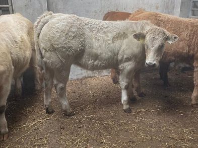 8 Ai Bred Heifers For Gort Mart 25th For Sale in Gort, Galway from ...