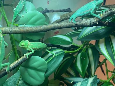 Baby Chameleon Reptiles for adoption in Dublin 8, Dublin from Ambu74