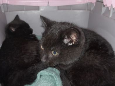 2 Black Kittens Cats for adoption in Dun Laoghaire, Dublin from kaiser87