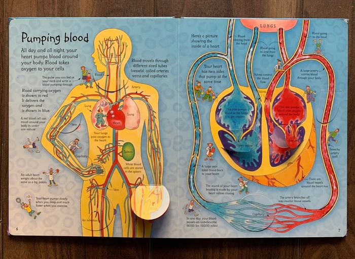 See Inside Your Body Book For Sale in Rathcoole, Dublin from Buy My Stuff!
