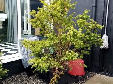 Large Palm Plant For Sale in Dundrum, Dublin from funny bunny 53