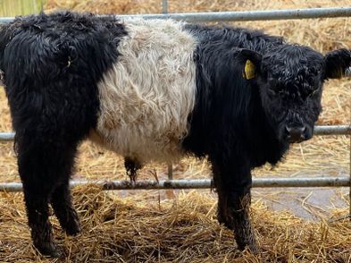 Belted Galloway Bull Calf For Sale in Limavady, Derry from donedealuser ...